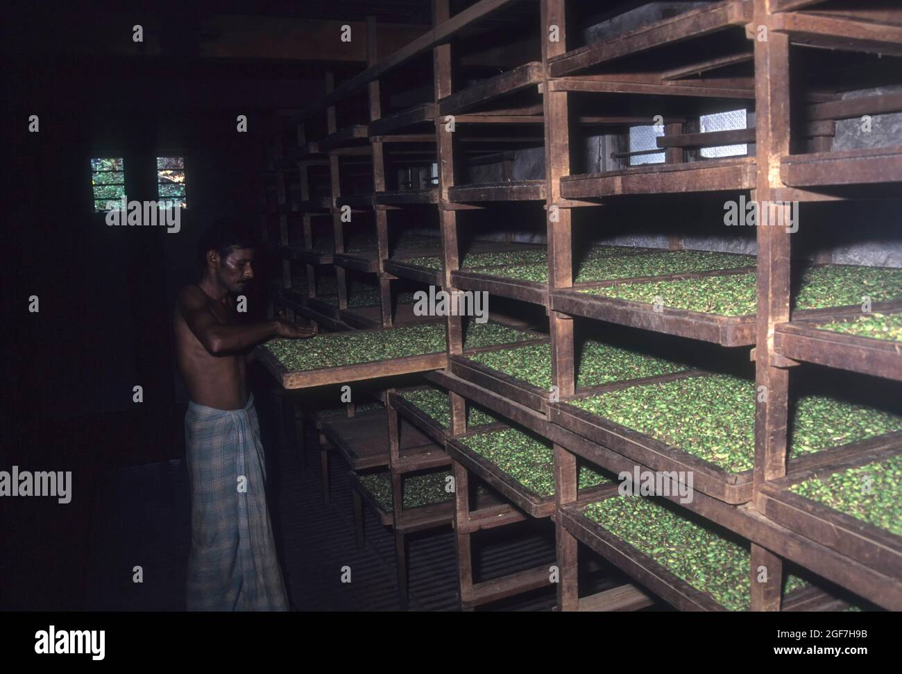 Curing of cardamom in Vandanmedu, Idukki, Kerala, India Stock Photo - Alamy