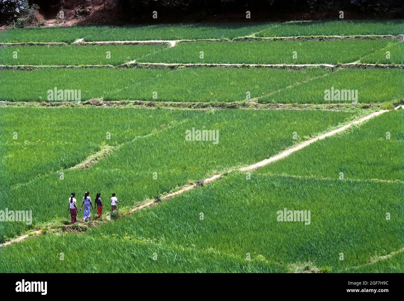 Children walking through rice plants paddy field in Kerala, India Stock ...