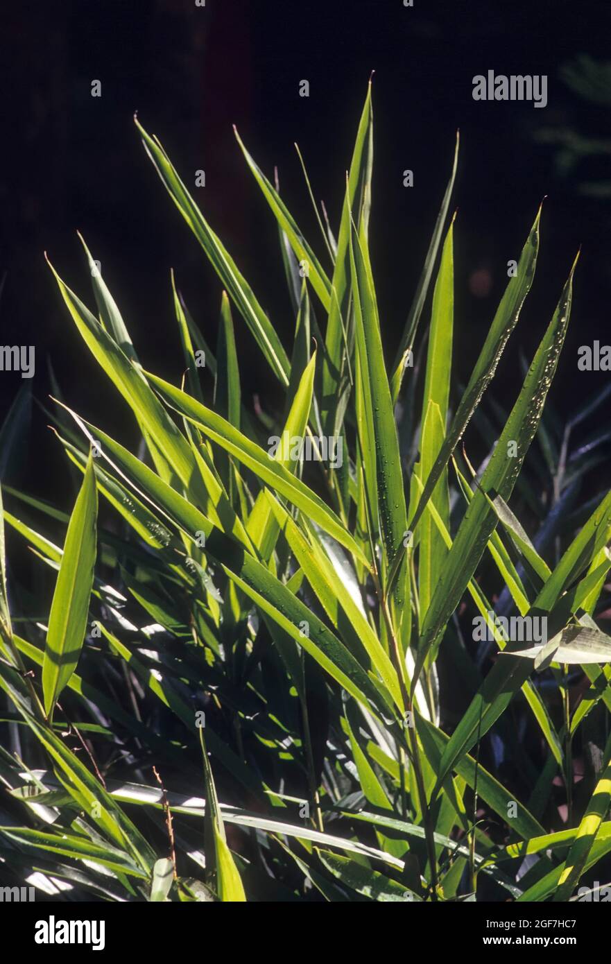 Alpinia calcarata: Greater galangal; kulanajn, kulinjan, Tamil Nadu ...