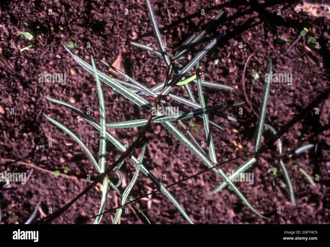 Hemidesmus indicus linn: Indian saraparilla, country sarasaparilla ...