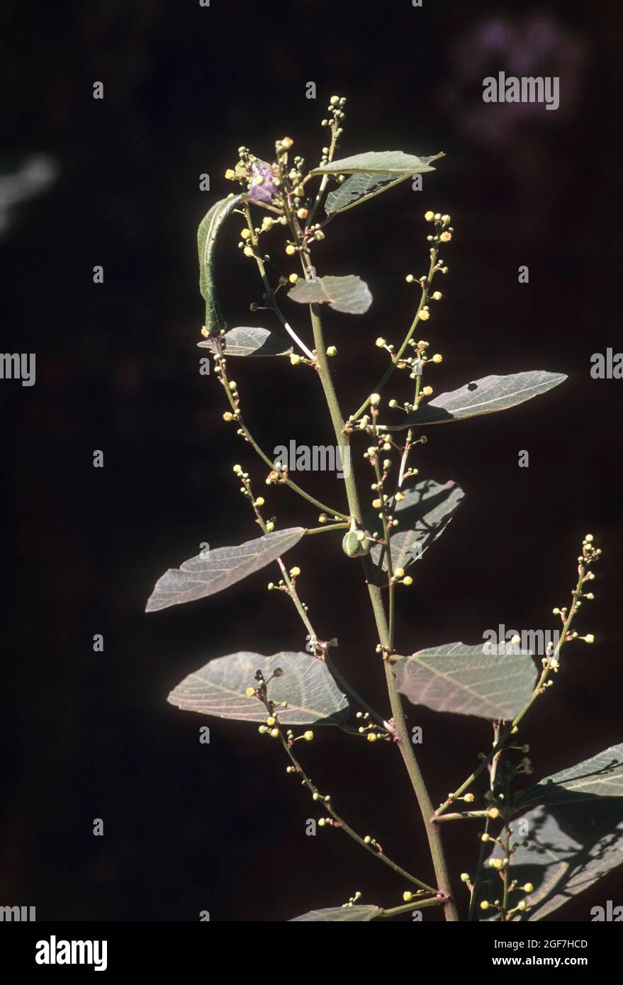 Baliospermum montanum: euphorbiaceae; Danti, Tamil Nadu, India Stock ...