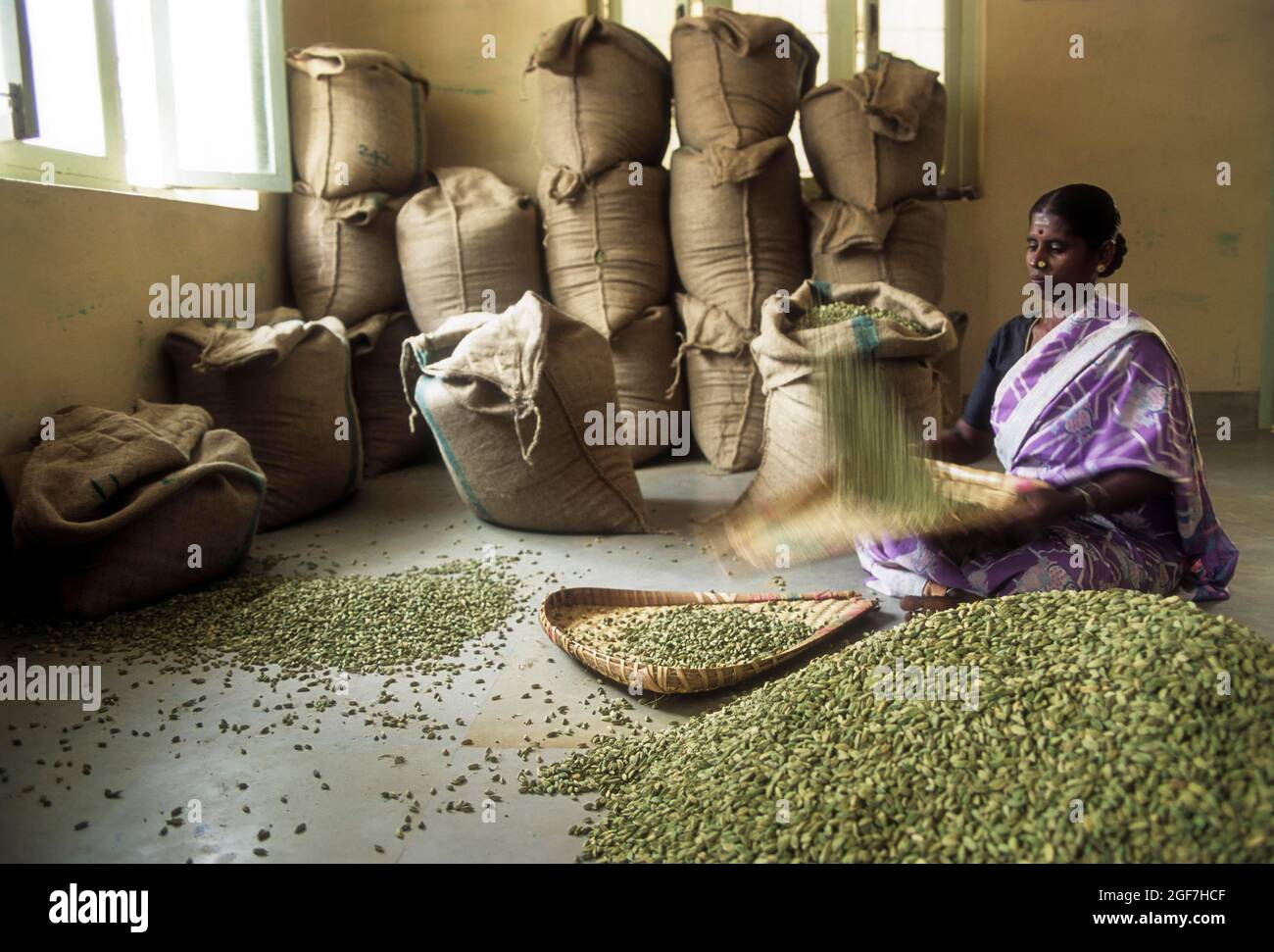 Woman winnowing and cleaning the cardamom at Bodinayakanur, Tamil Nadu ...