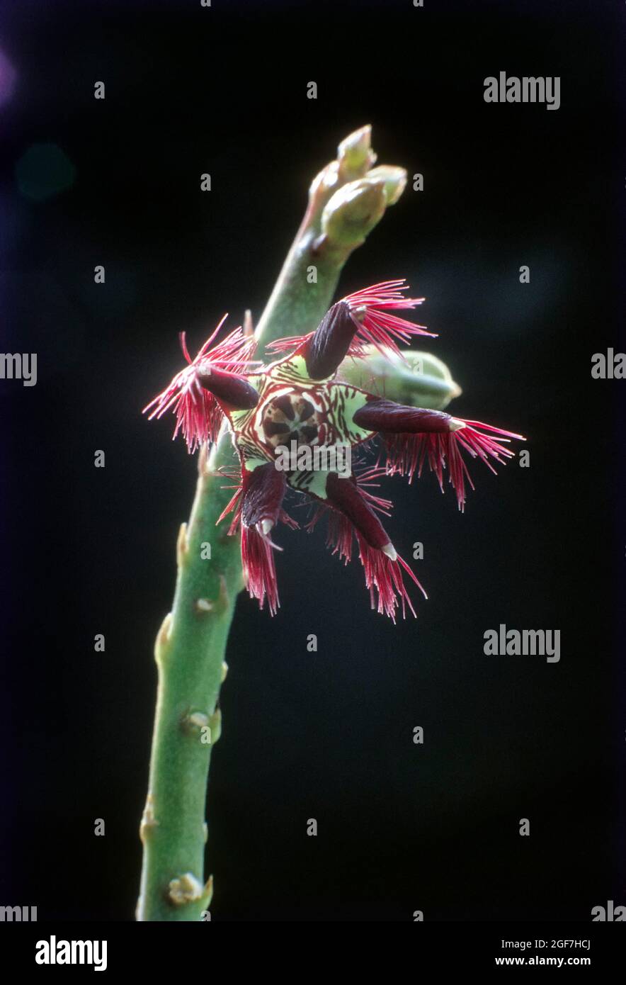 Caralluma attunuta ;Asclepiadaceae;Wild Flower in Reserve Forest near ...