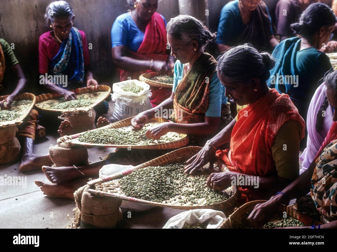 Women winnowing and cleaning the cardamom at Bodinayakanur, Tamil Nadu ...