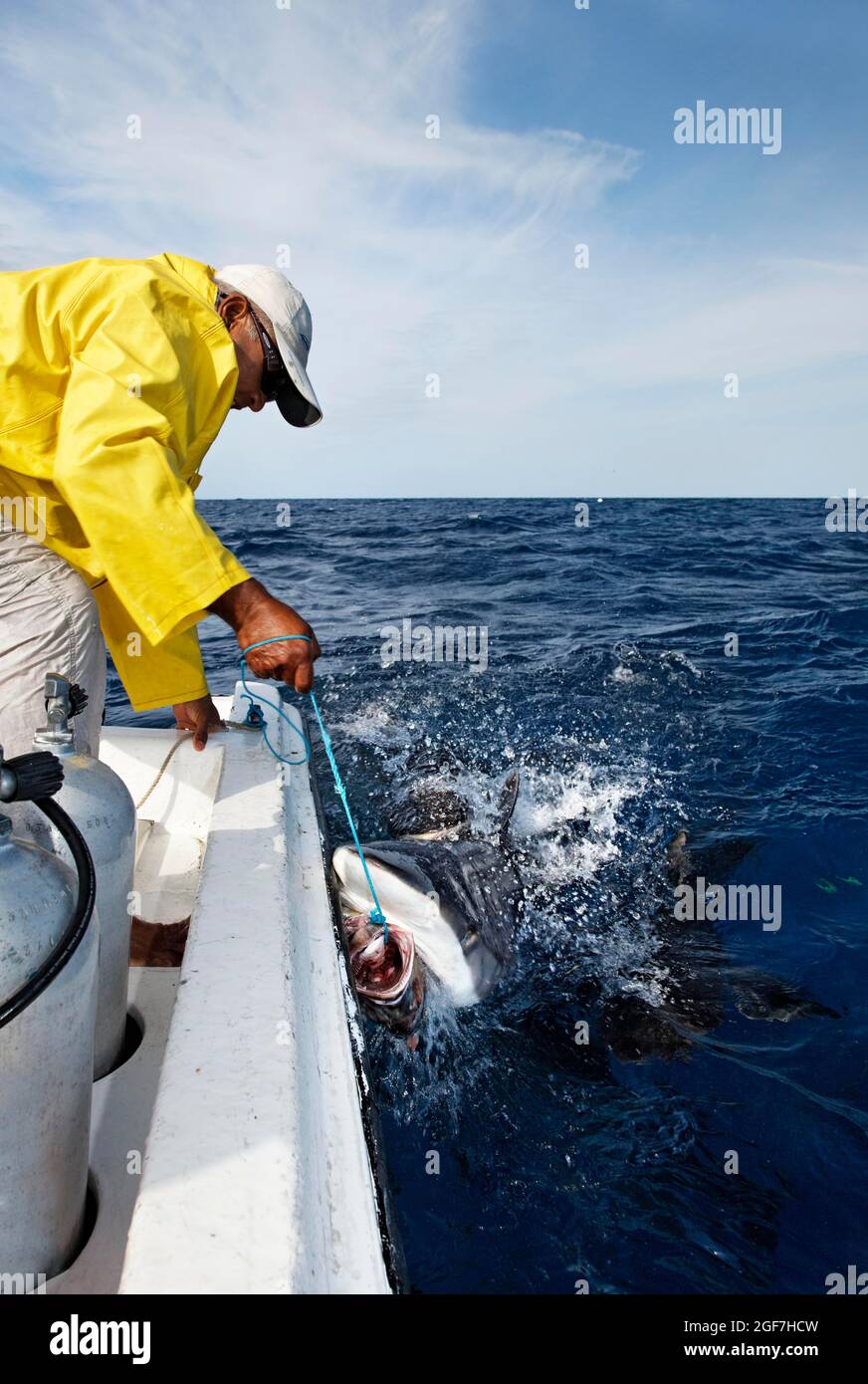Man in boat baits Grey reef shark (Carcharhinus amblyrhynchos) with ...