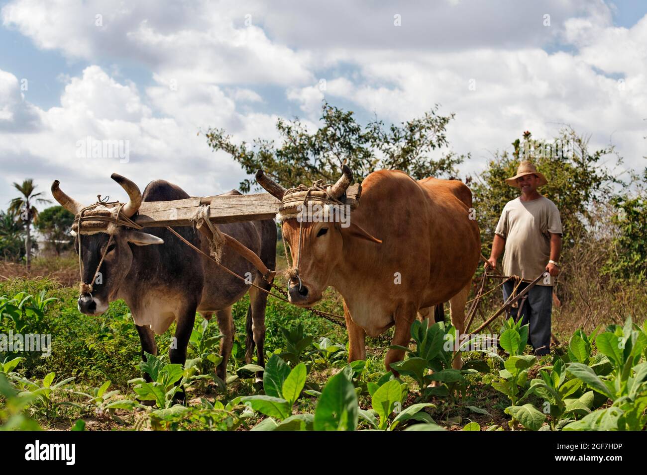 Tobacco plug hi-res stock photography and images - Alamy