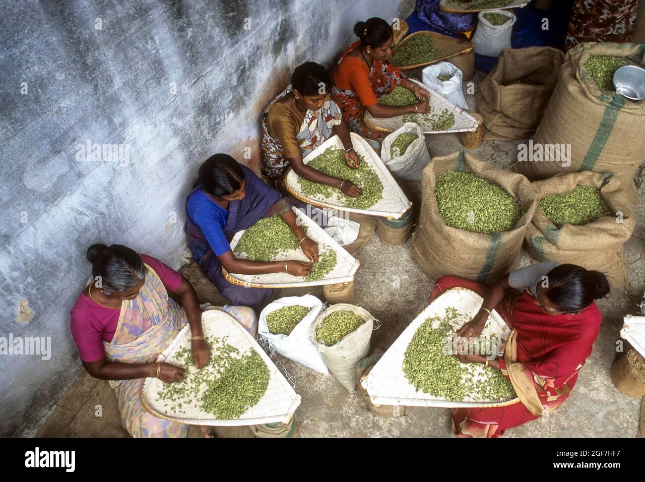 Women winnowing and cleaning the cardamom at Bodinayakanur, Tamil Nadu ...