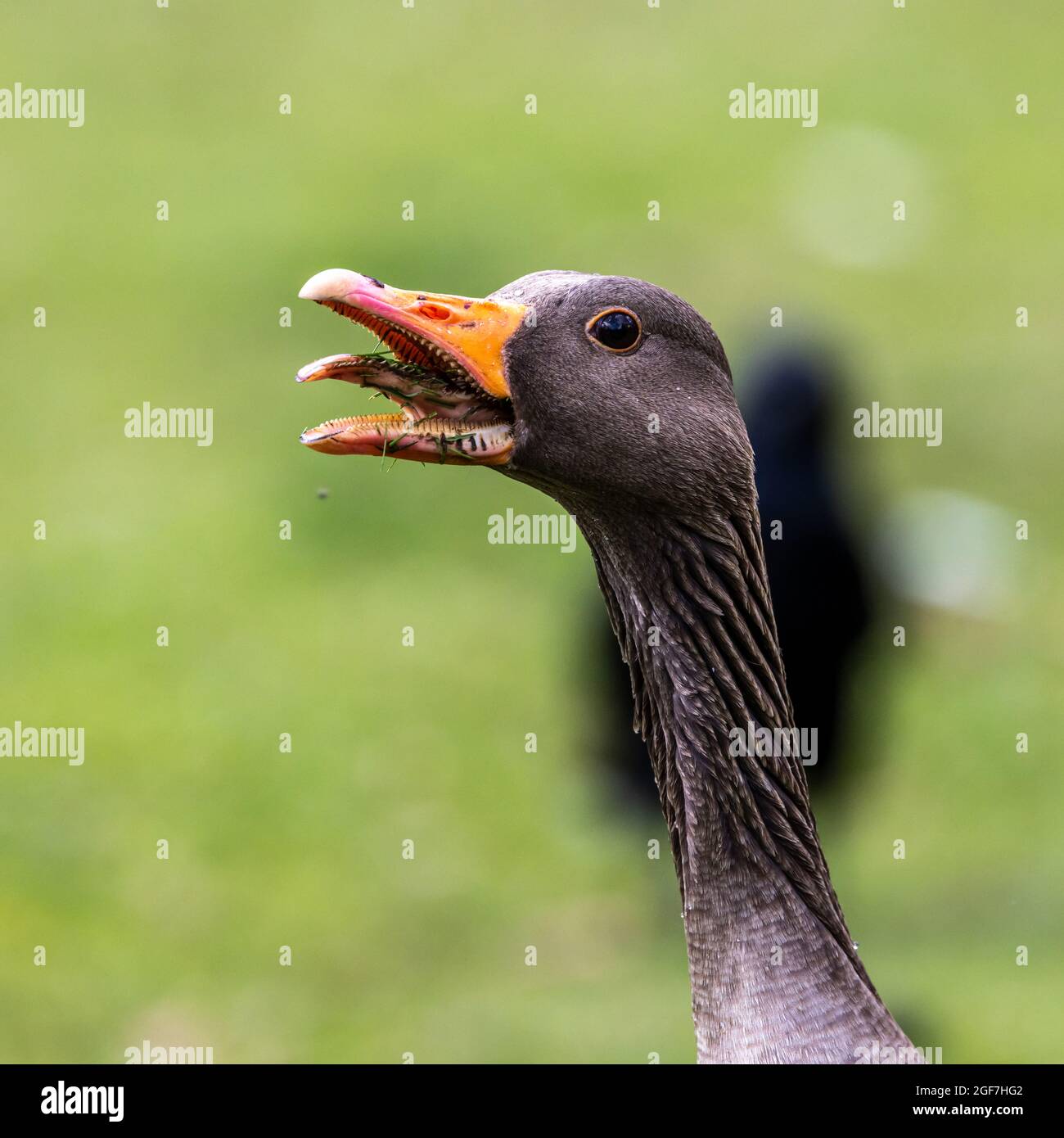 Head shot of a hissing greylag goose, Anser anser. The greylag goose is ...