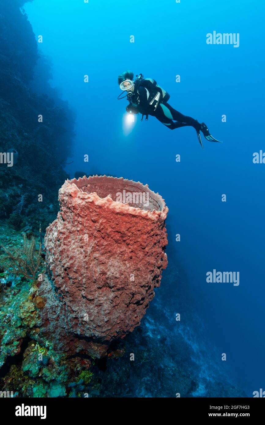 Giant Barrel Sponge
