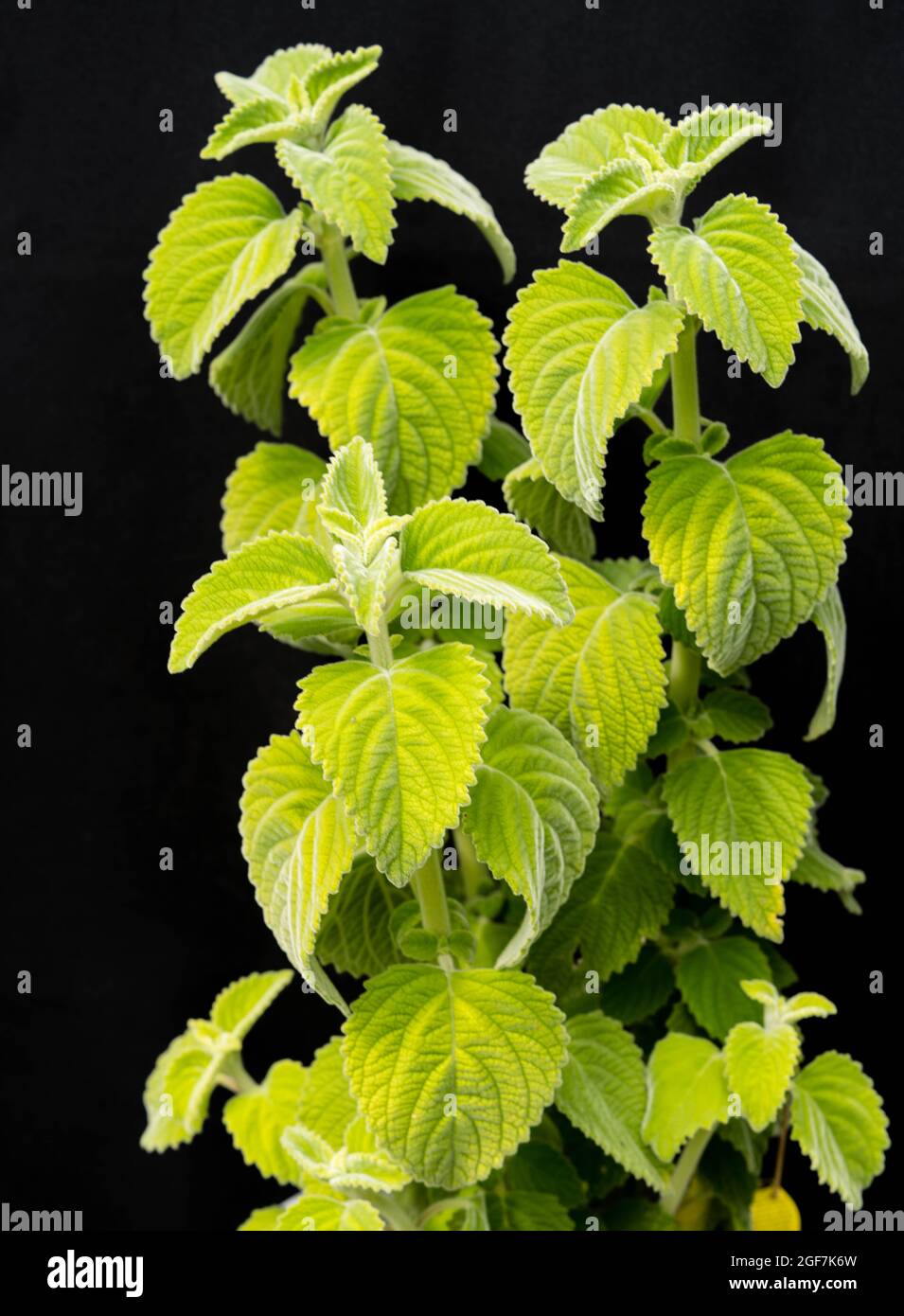 The australian lemon leaf Plectranthus species Mont Carbine Stock Photo ...