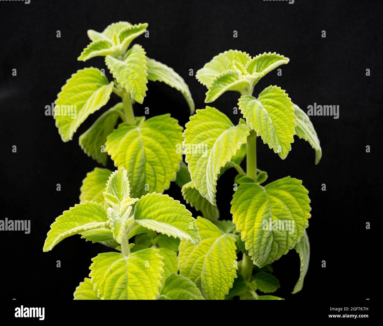 The australian lemon leaf Plectranthus species Mont Carbine Stock Photo ...