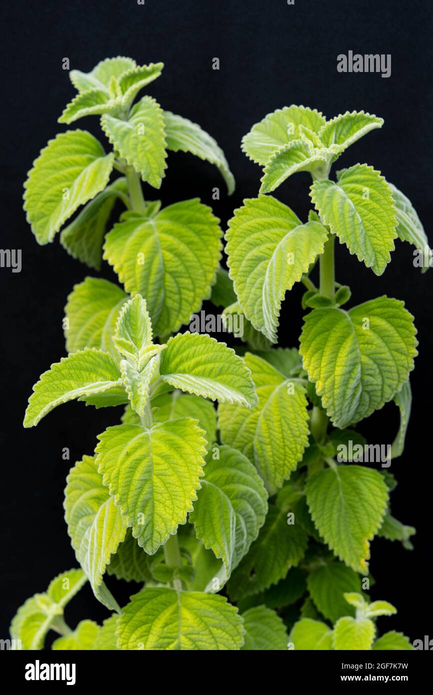 The australian lemon leaf Plectranthus species Mont Carbine Stock Photo ...