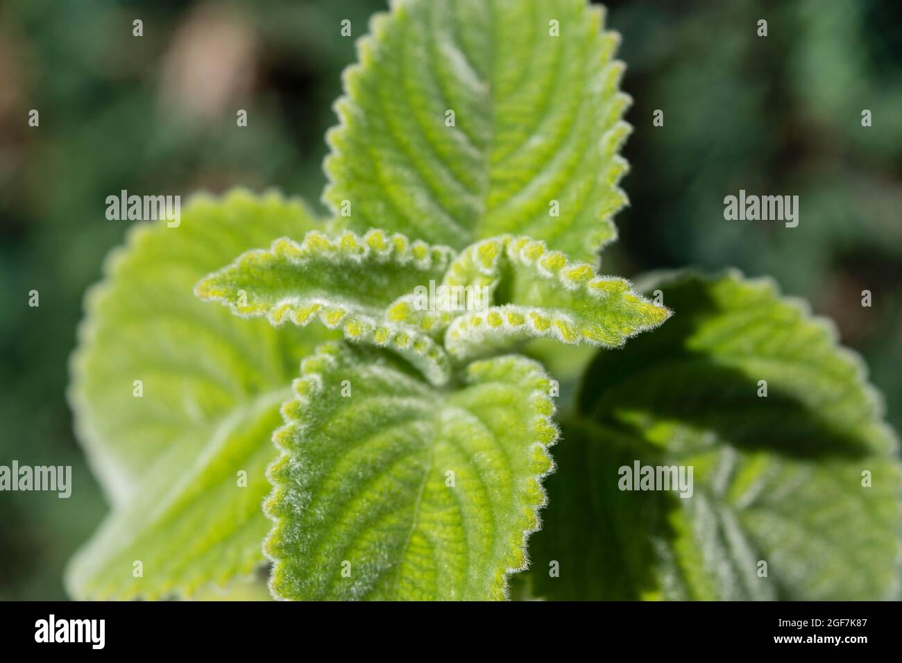 The australian lemon leaf Plectranthus species Mont Carbine Stock Photo ...