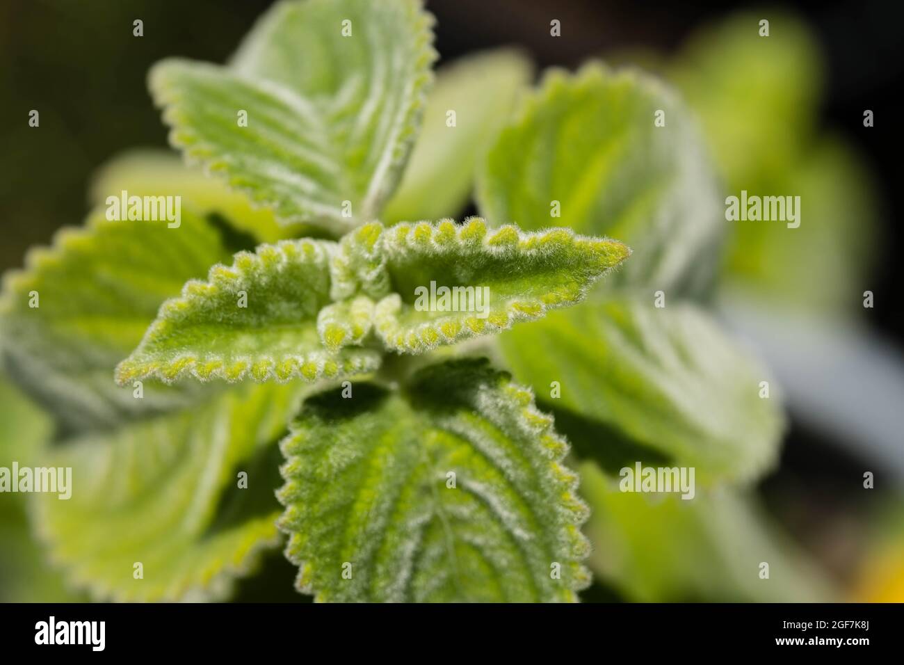 The australian lemon leaf Plectranthus species Mont Carbine Stock Photo ...