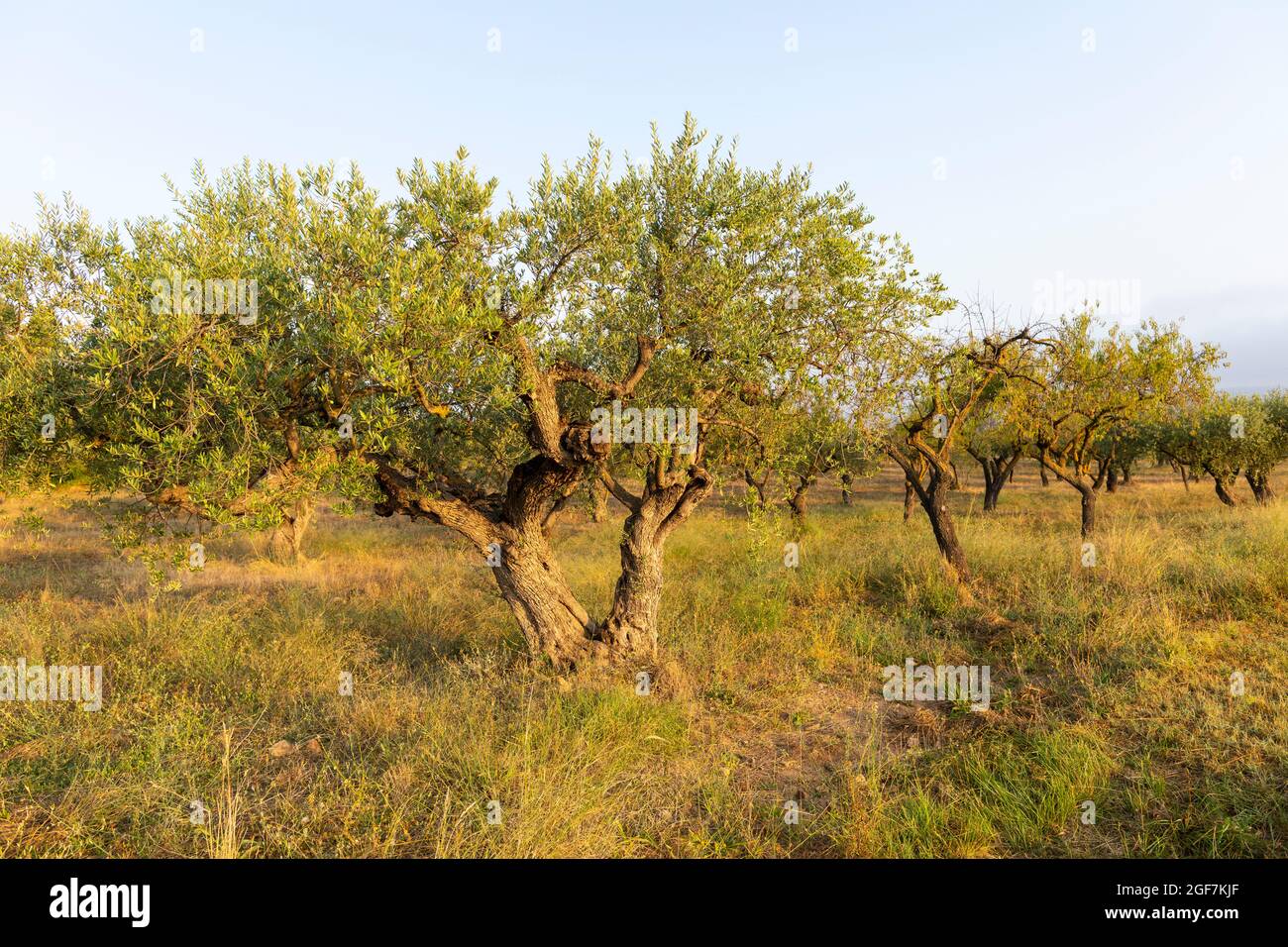 Olive trees field (Olea europaea Stock Photo - Alamy