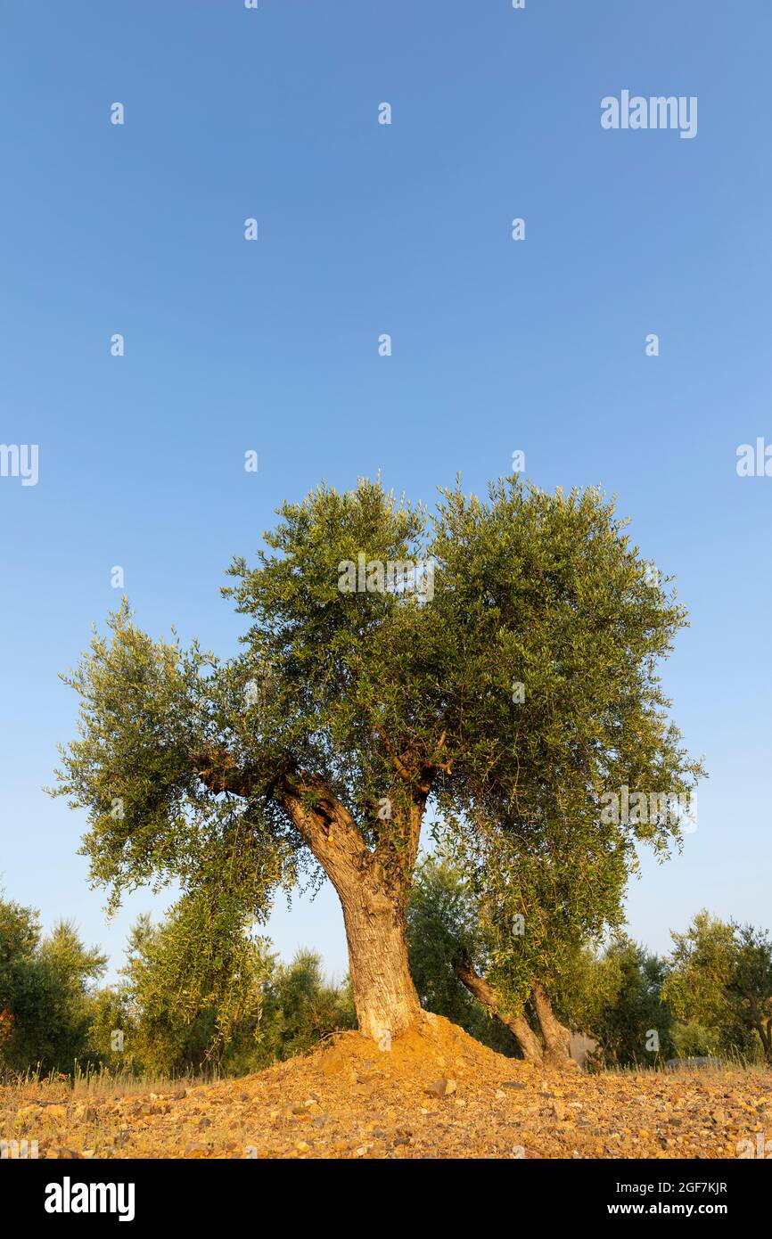 Olive tree in a field (Olea europaea Stock Photo - Alamy