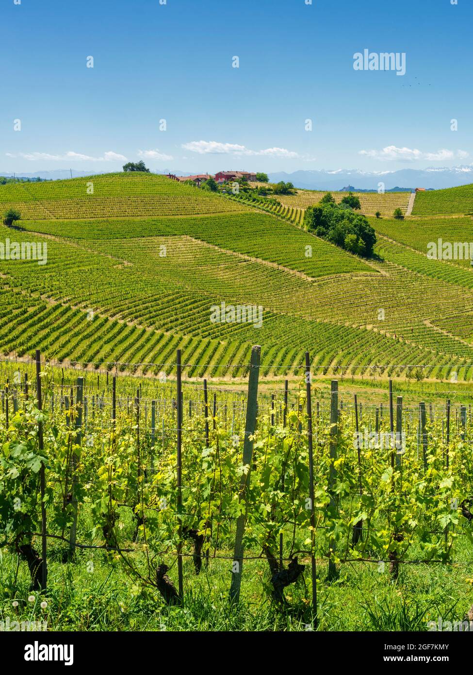 Rural landscape of vineyards at springtime in Langhe, Cuneo province ...