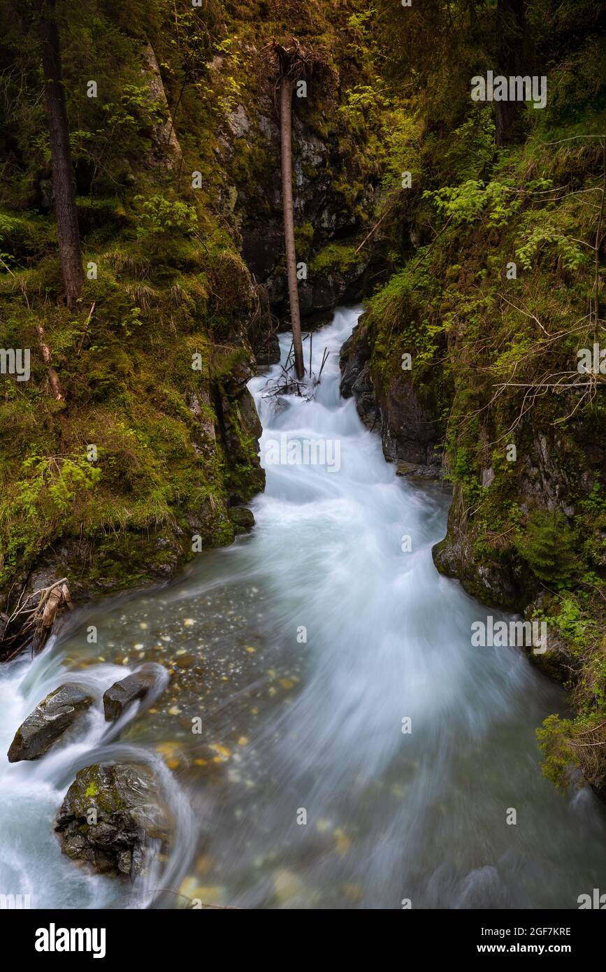 A mountain creek is flowing between moss covered rocks and vegetation ...