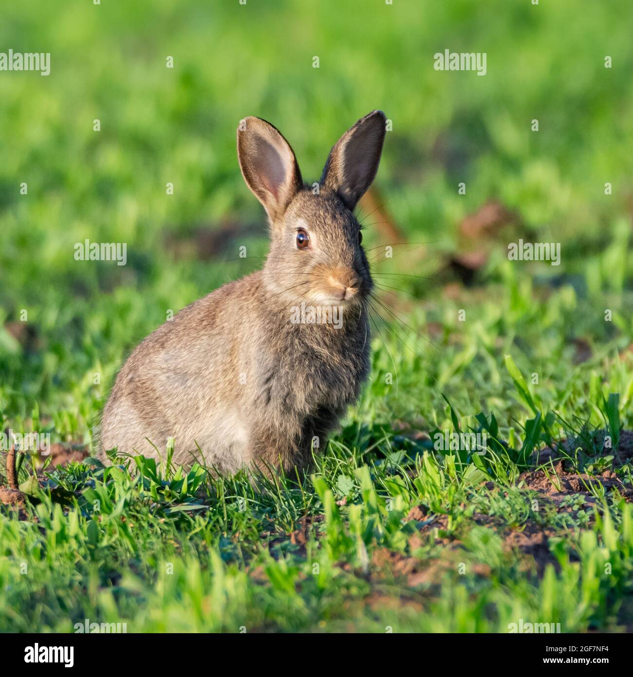 Baby bunny kits hi-res stock photography and images - Alamy