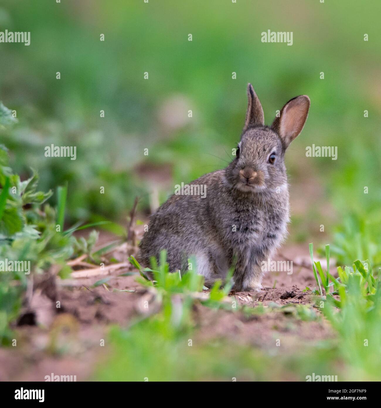 Baby bunny kits hi-res stock photography and images - Alamy