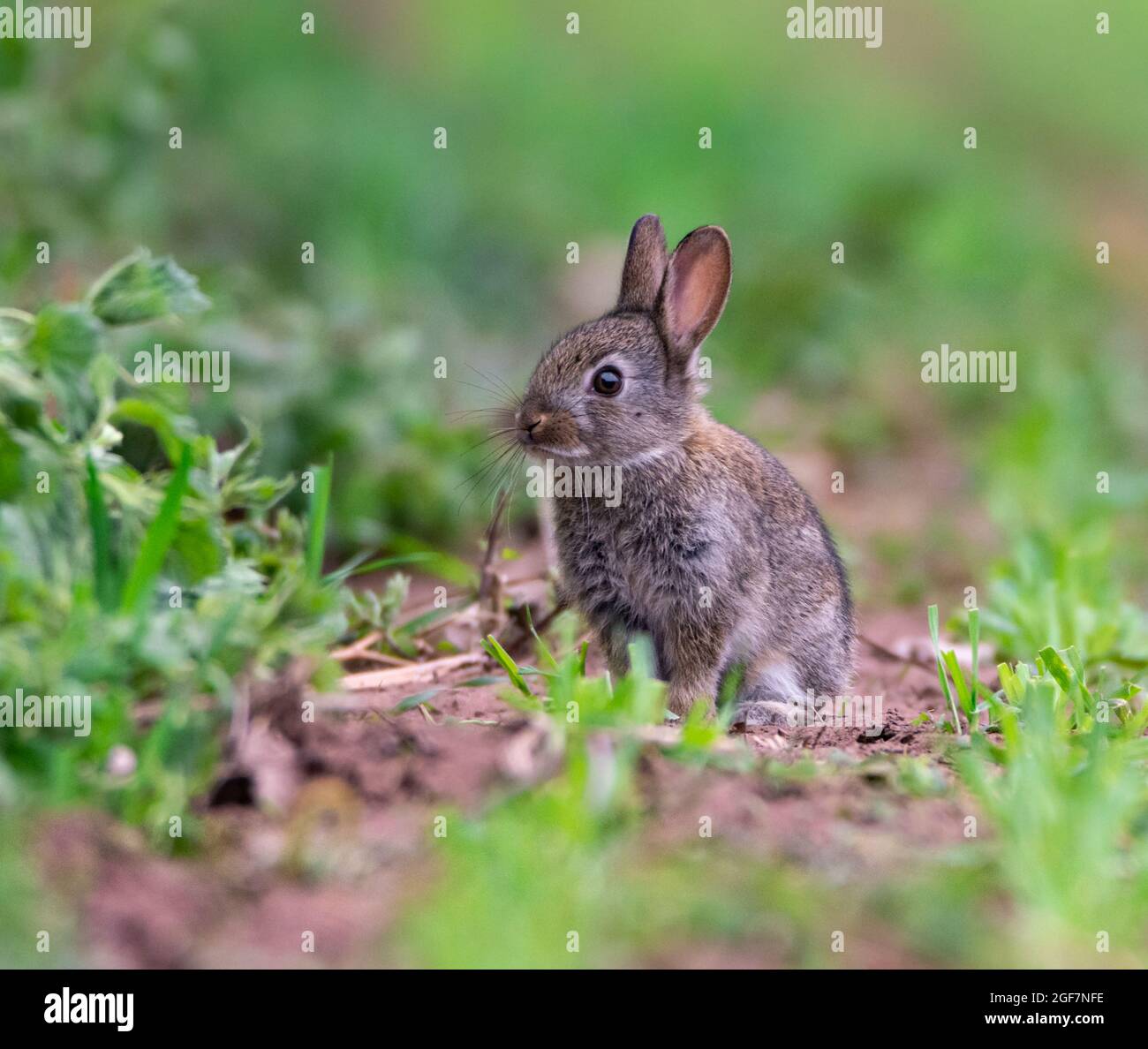 Baby bunny kits hi-res stock photography and images - Alamy