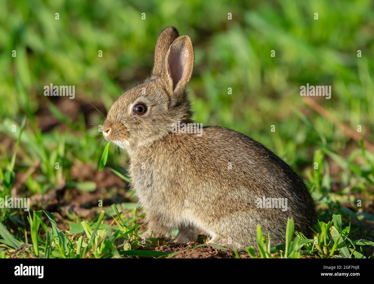 Baby bunny kits hi-res stock photography and images - Alamy