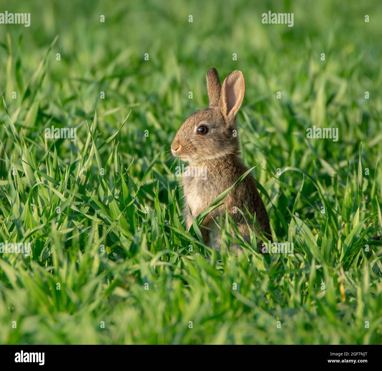 Rabbit kits hi-res stock photography and images - Alamy