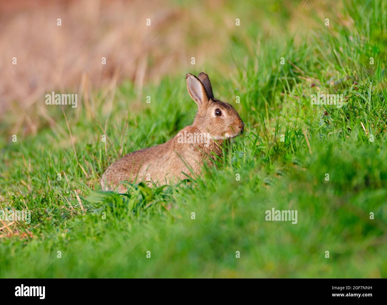 Rabbit kits hi-res stock photography and images - Alamy