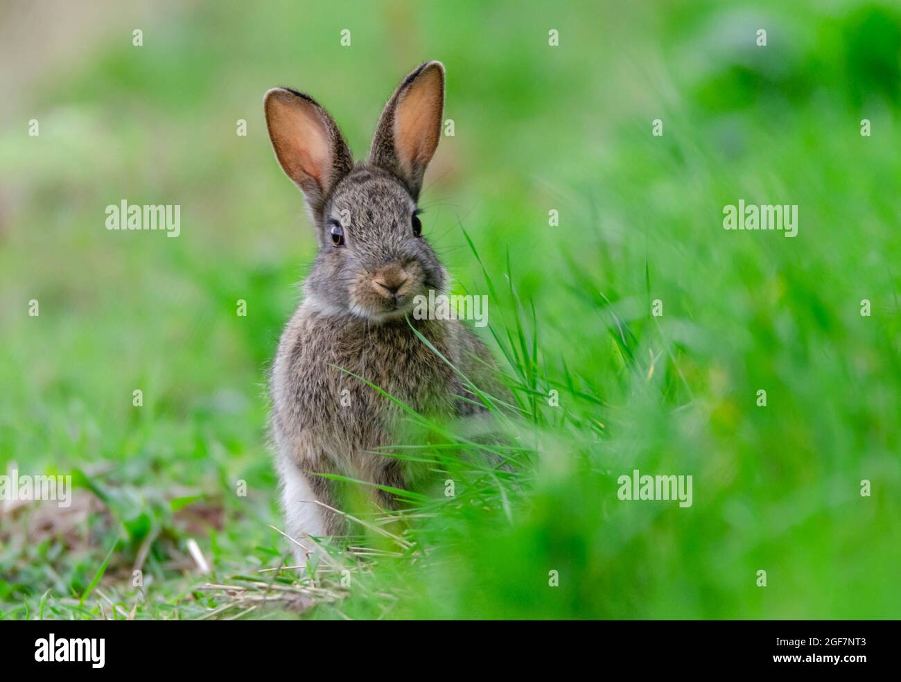 Baby bunny kits hi-res stock photography and images - Alamy