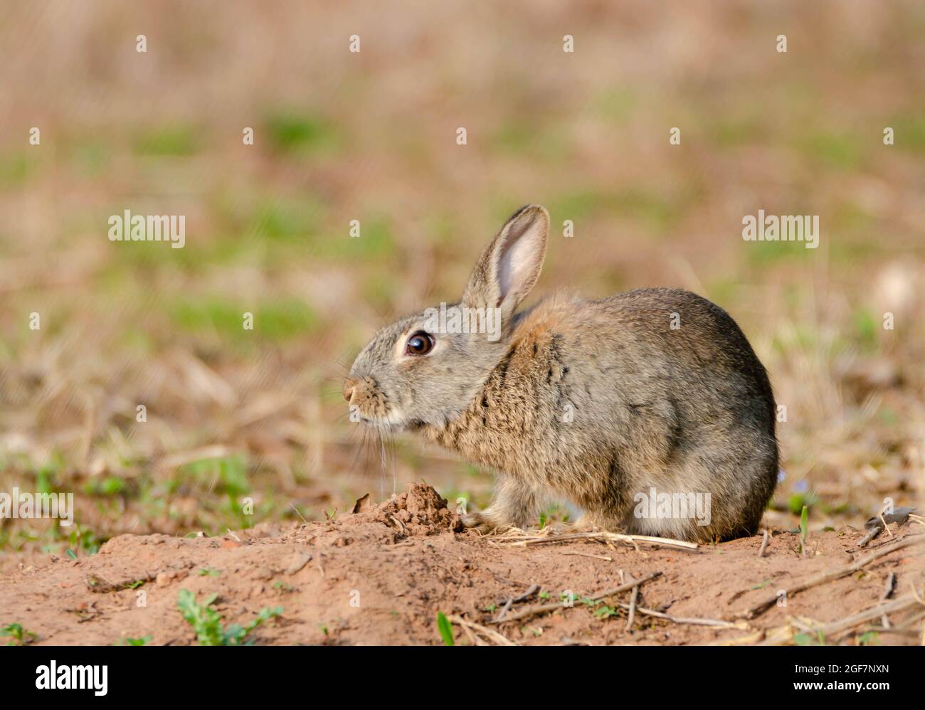 Photos of rabbits hi-res stock photography and images - Alamy
