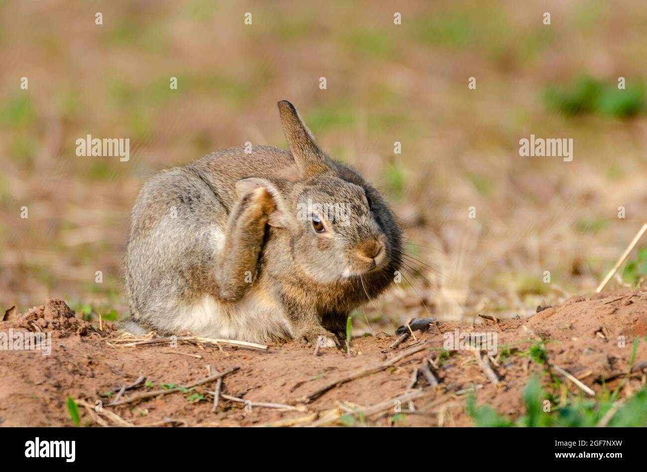 British bunnies hi-res stock photography and images - Alamy