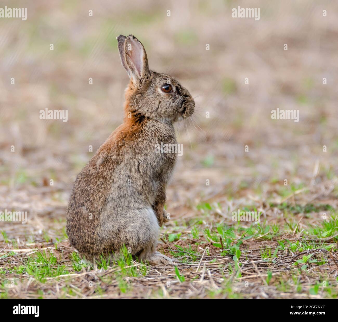 Hopping rabbits hi-res stock photography and images - Alamy