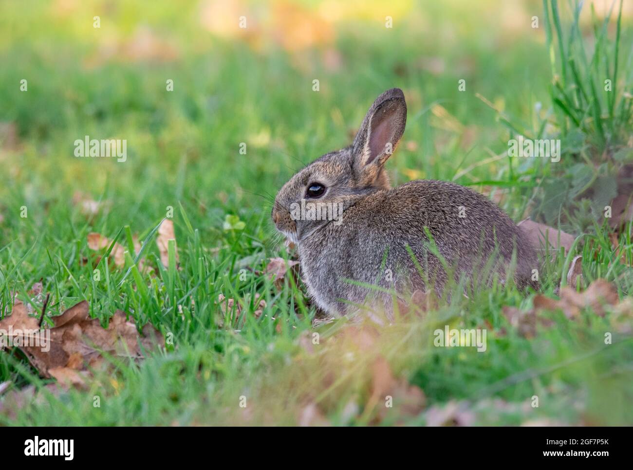 Rabbit kits hi-res stock photography and images - Alamy