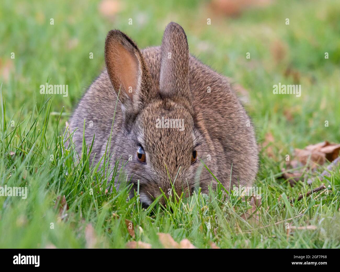 Baby bunny kits hi-res stock photography and images - Alamy
