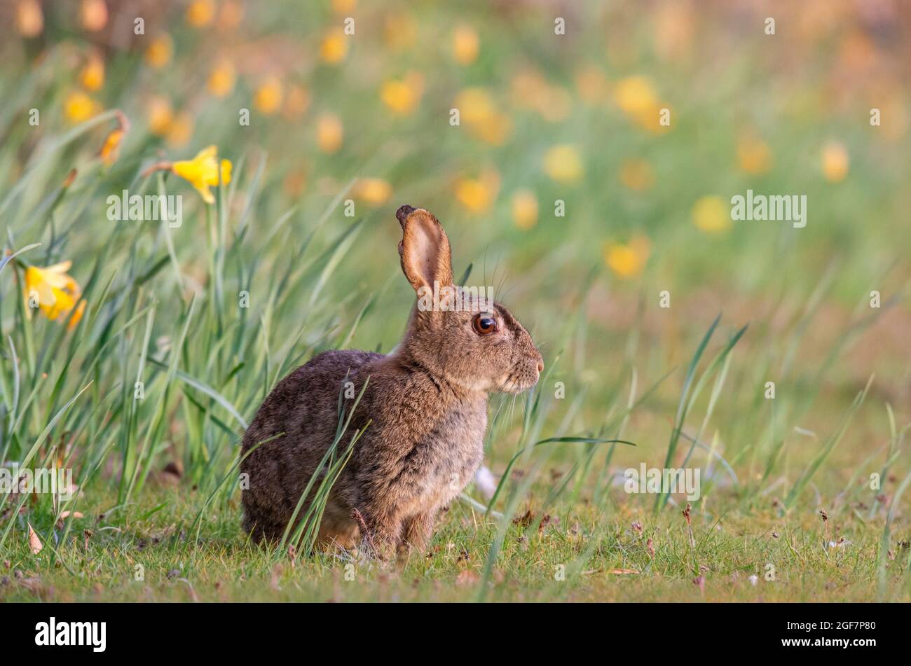 Baby bunny kits hi-res stock photography and images - Alamy