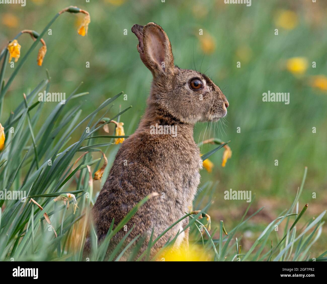 Baby bunny kits hi-res stock photography and images - Alamy