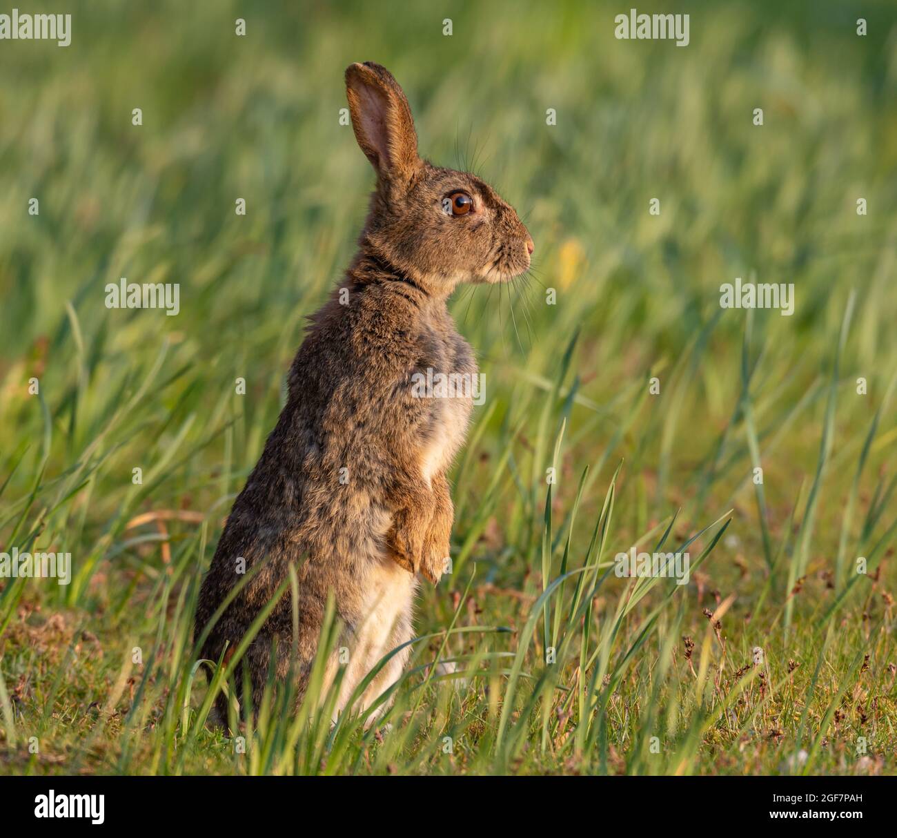 Baby bunny kits hi-res stock photography and images - Alamy