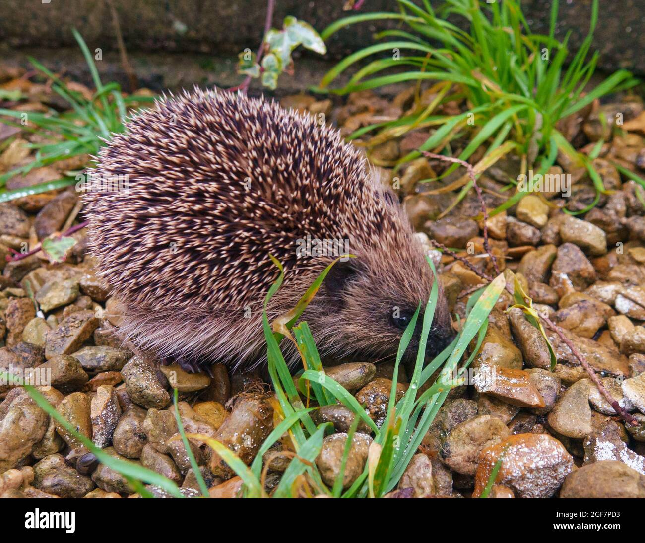 Hedgehog foraging for worms, grubs and beetles amongst the stones Stock ...