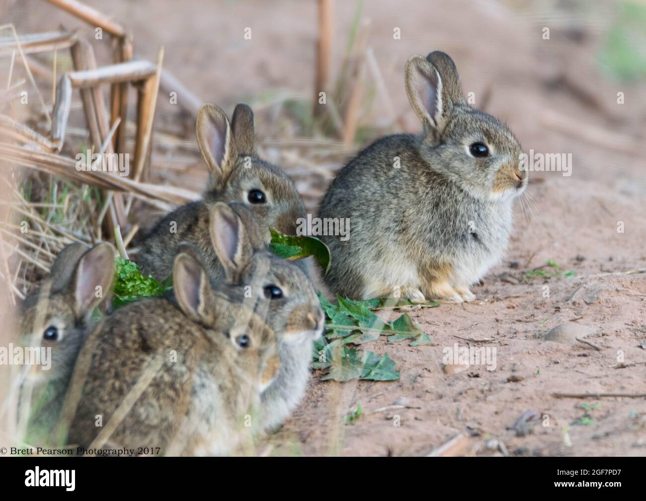 Baby bunny kits hi-res stock photography and images - Alamy