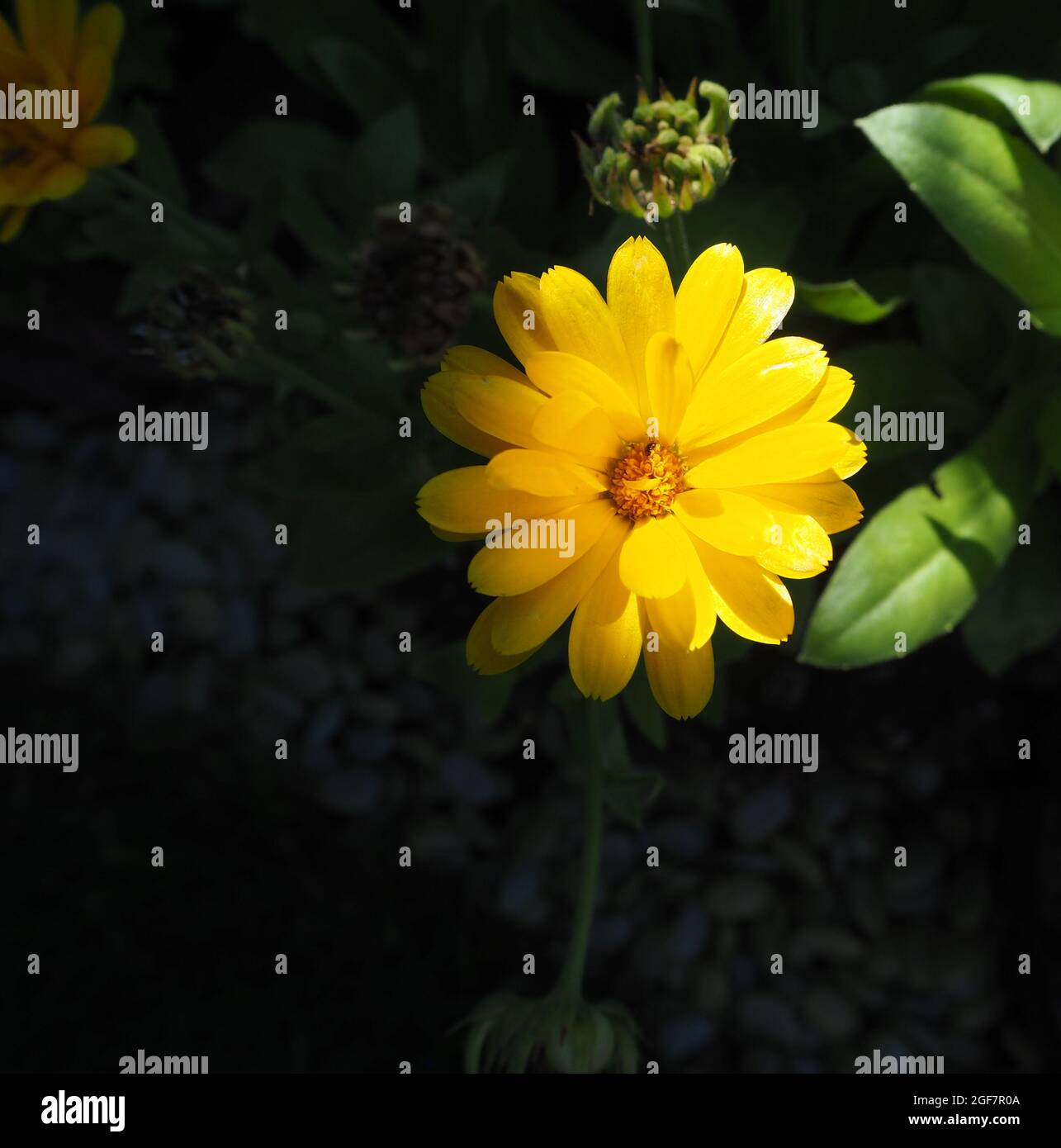 blume flower garden garten Stock Photo - Alamy