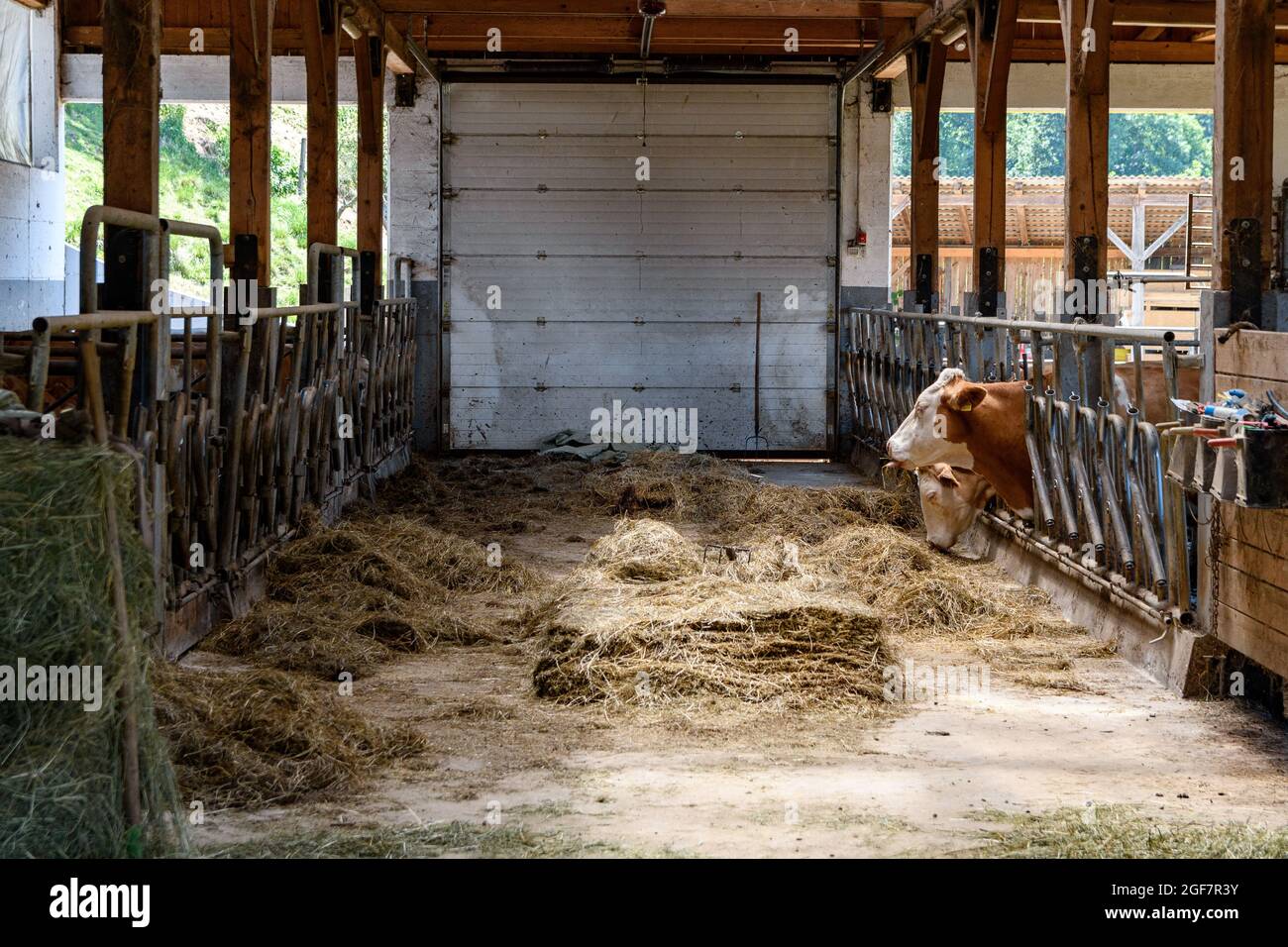 Cows eating hay in barn on a farm Stock Photo - Alamy
