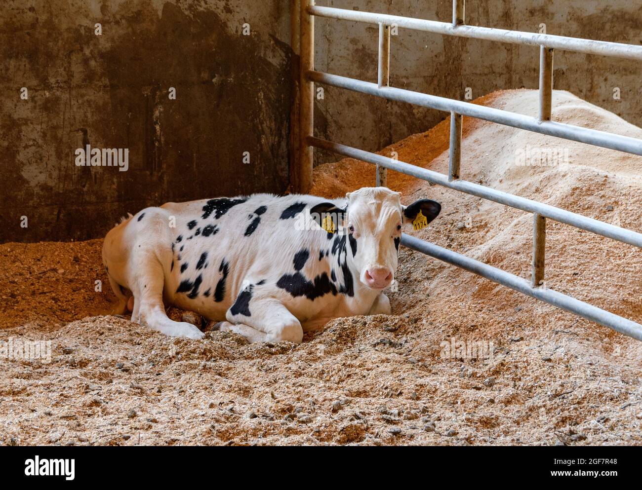 Livestock farming industry in hi-res stock photography and images - Alamy