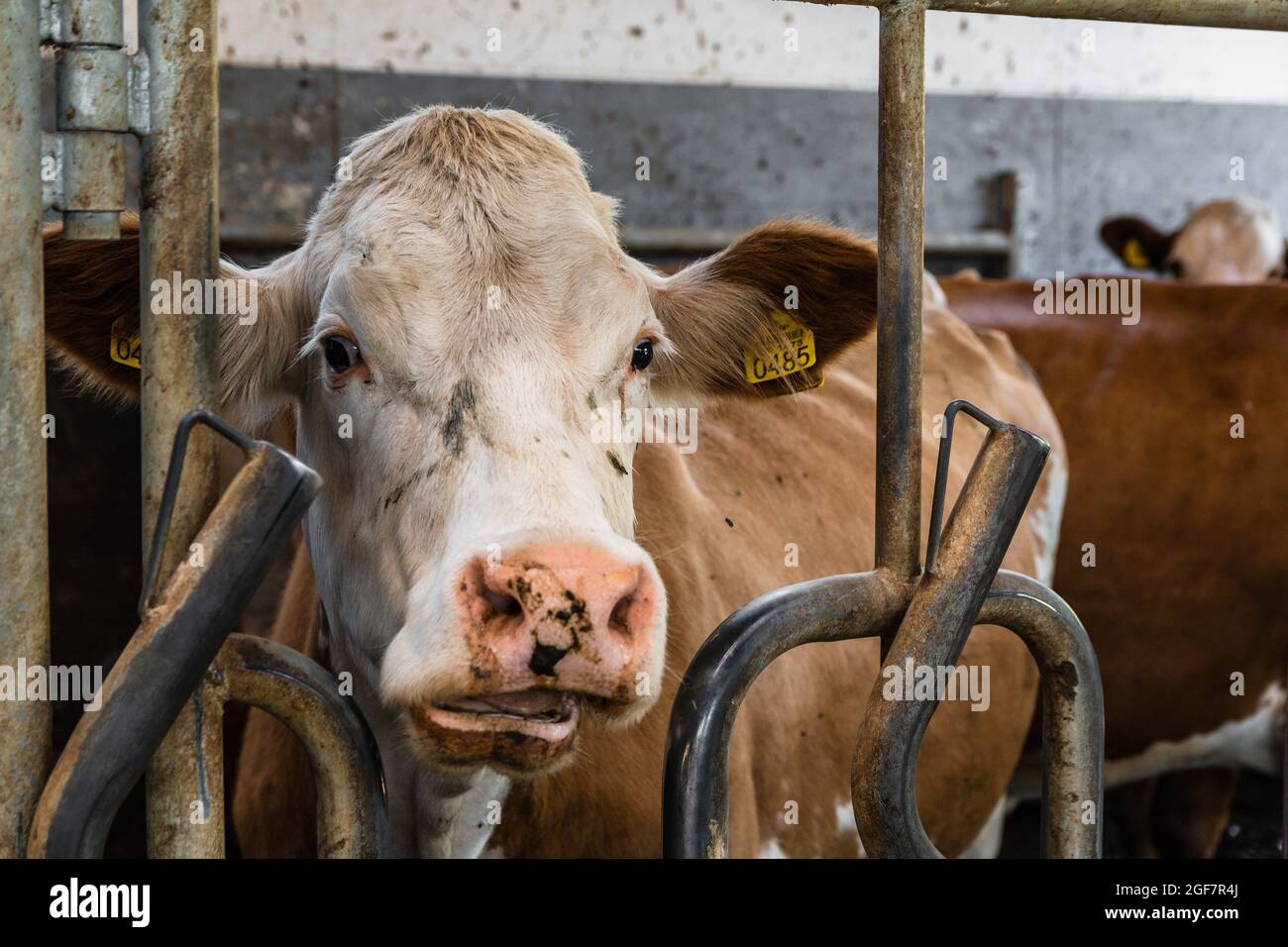 Cows eating hay in barn on a farm Stock Photo - Alamy
