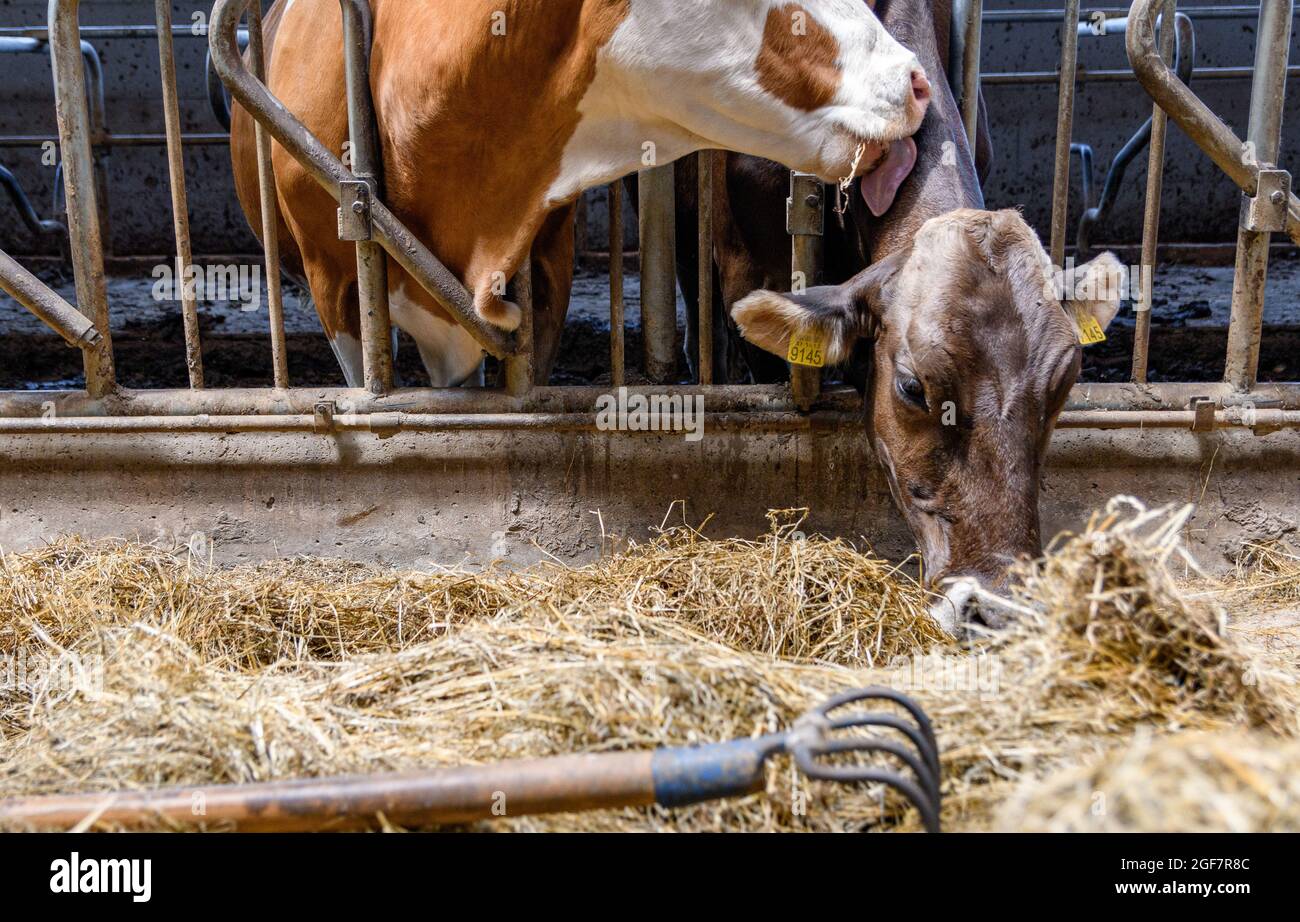 Cows eating hay in barn on a farm Stock Photo - Alamy