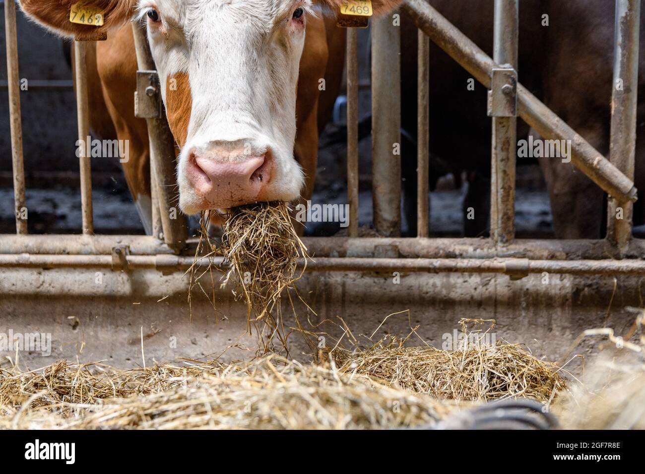 Cows eating hay in barn on a farm Stock Photo - Alamy