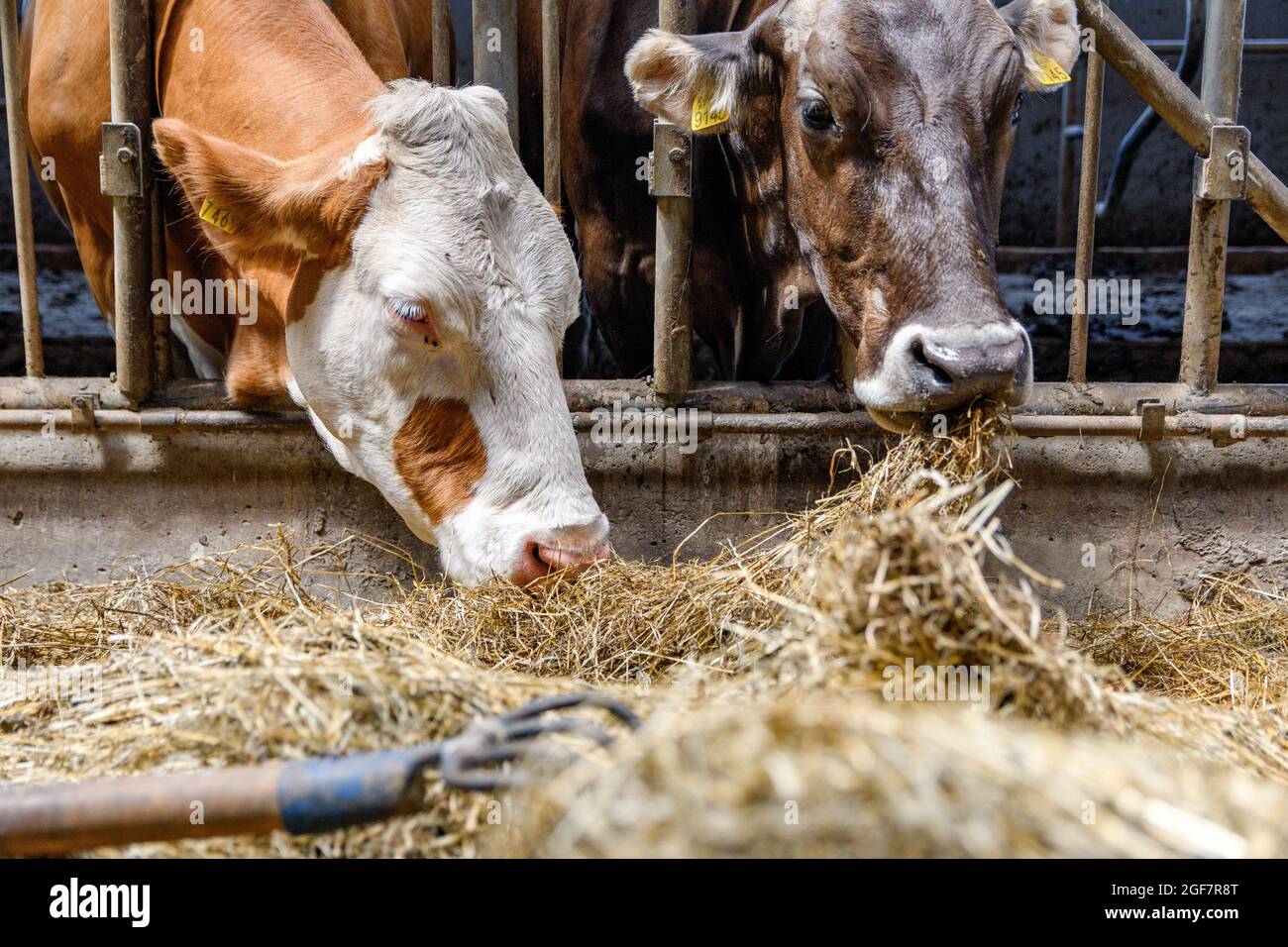 Cows eating hay in barn on a farm Stock Photo - Alamy