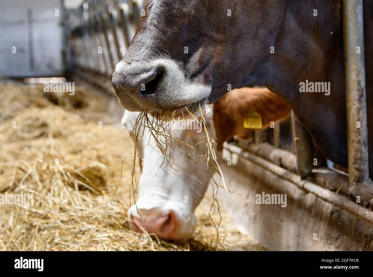 Cows eating hay in barn on a farm Stock Photo - Alamy