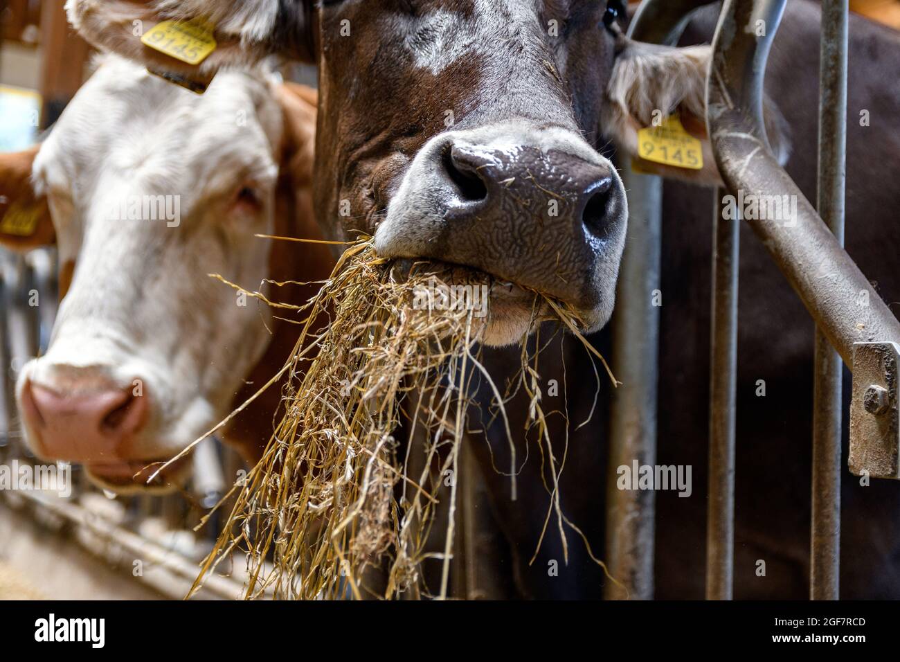 Cows eating hay in barn on a farm Stock Photo - Alamy