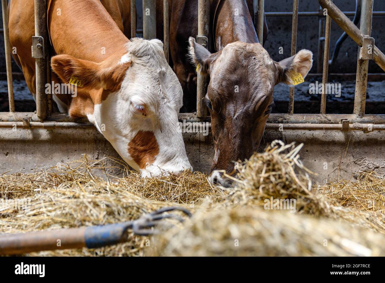 Cows eating hay dairy farm hi-res stock photography and images - Alamy