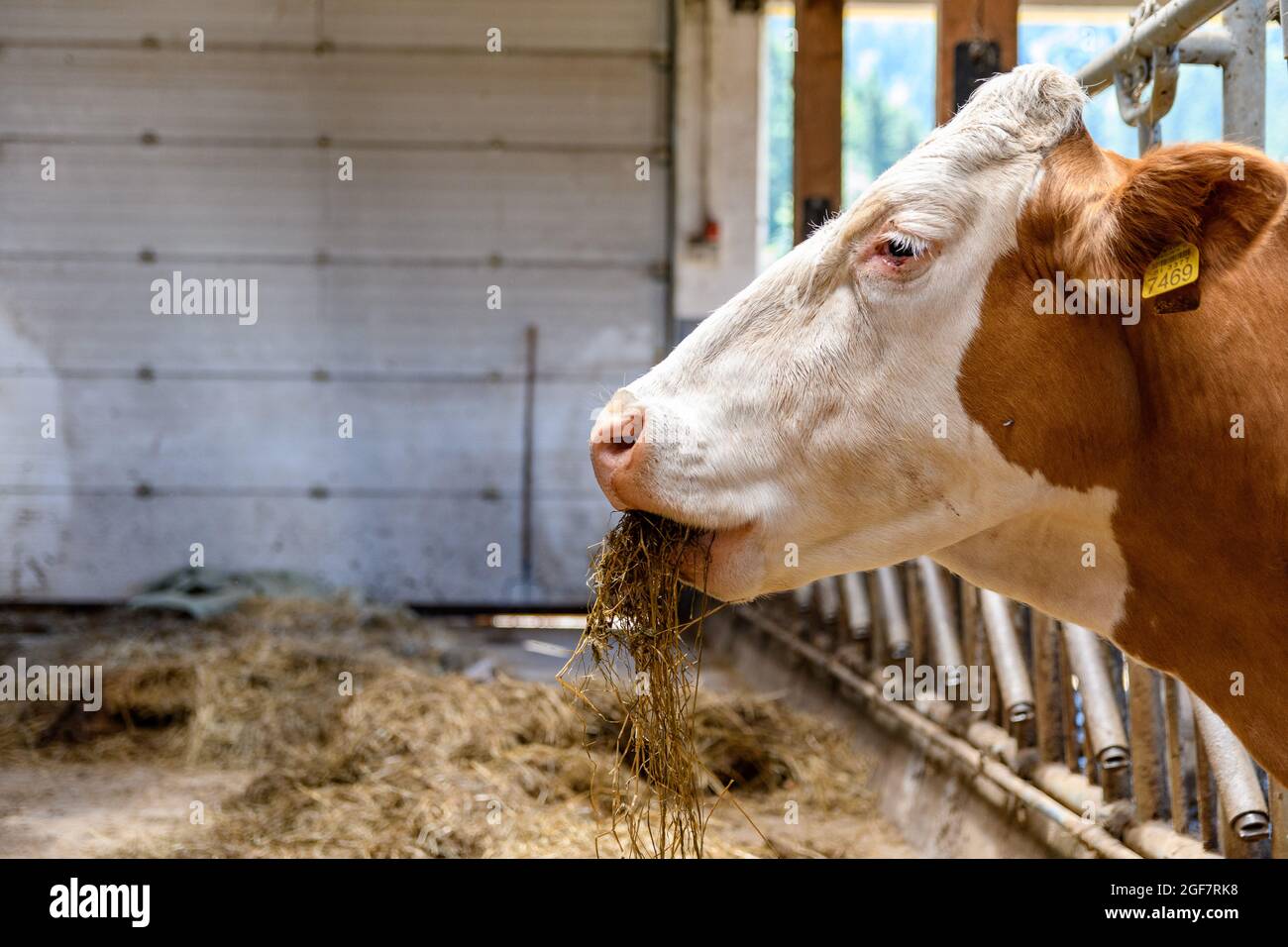 Cows eating hay in barn on a farm Stock Photo - Alamy
